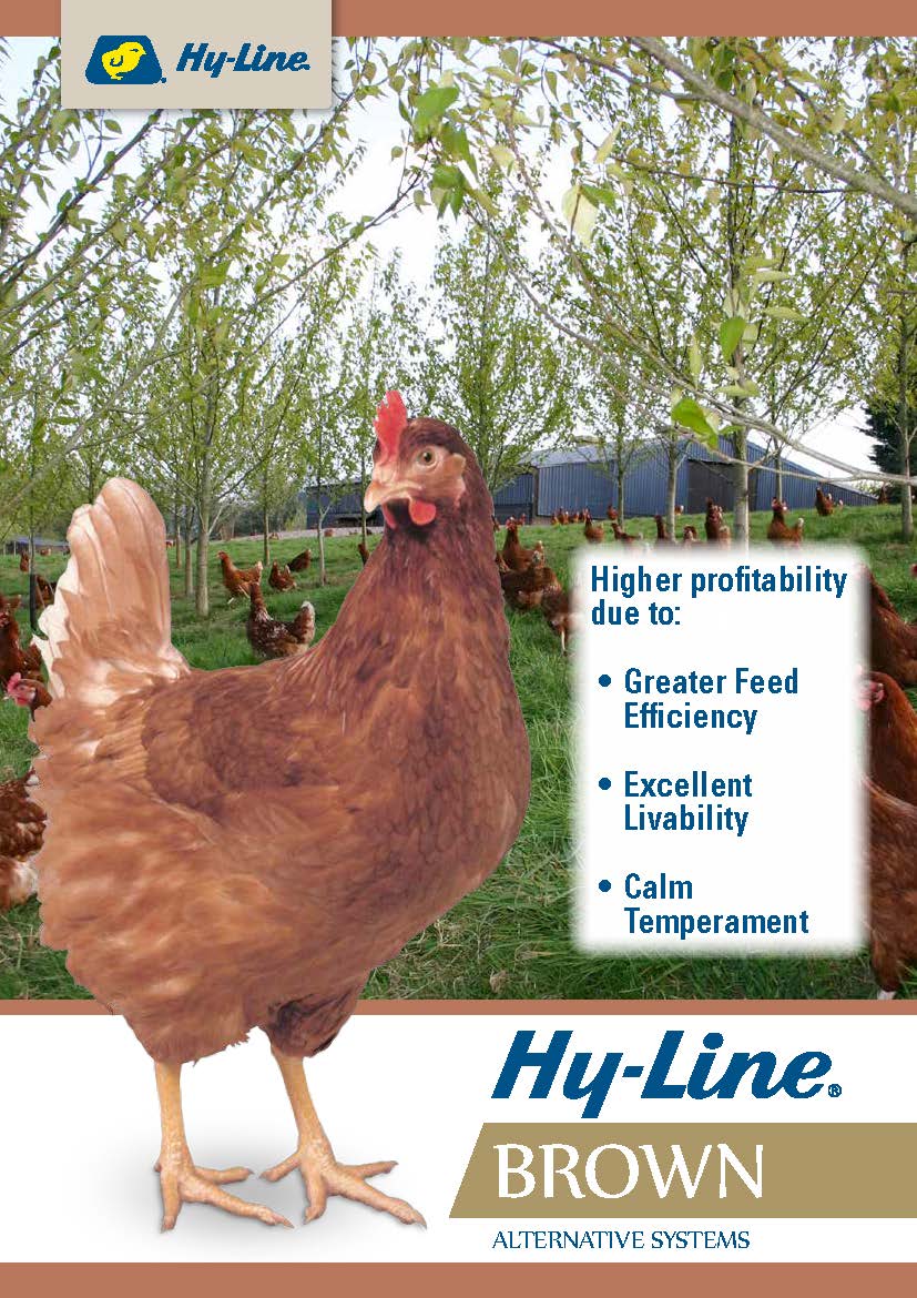 Hy-Line Brown: The World's Most Balanced Brown Egg Layer
