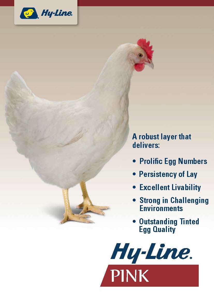 Hy-Line Pink: A Robust Tint Egg Layer