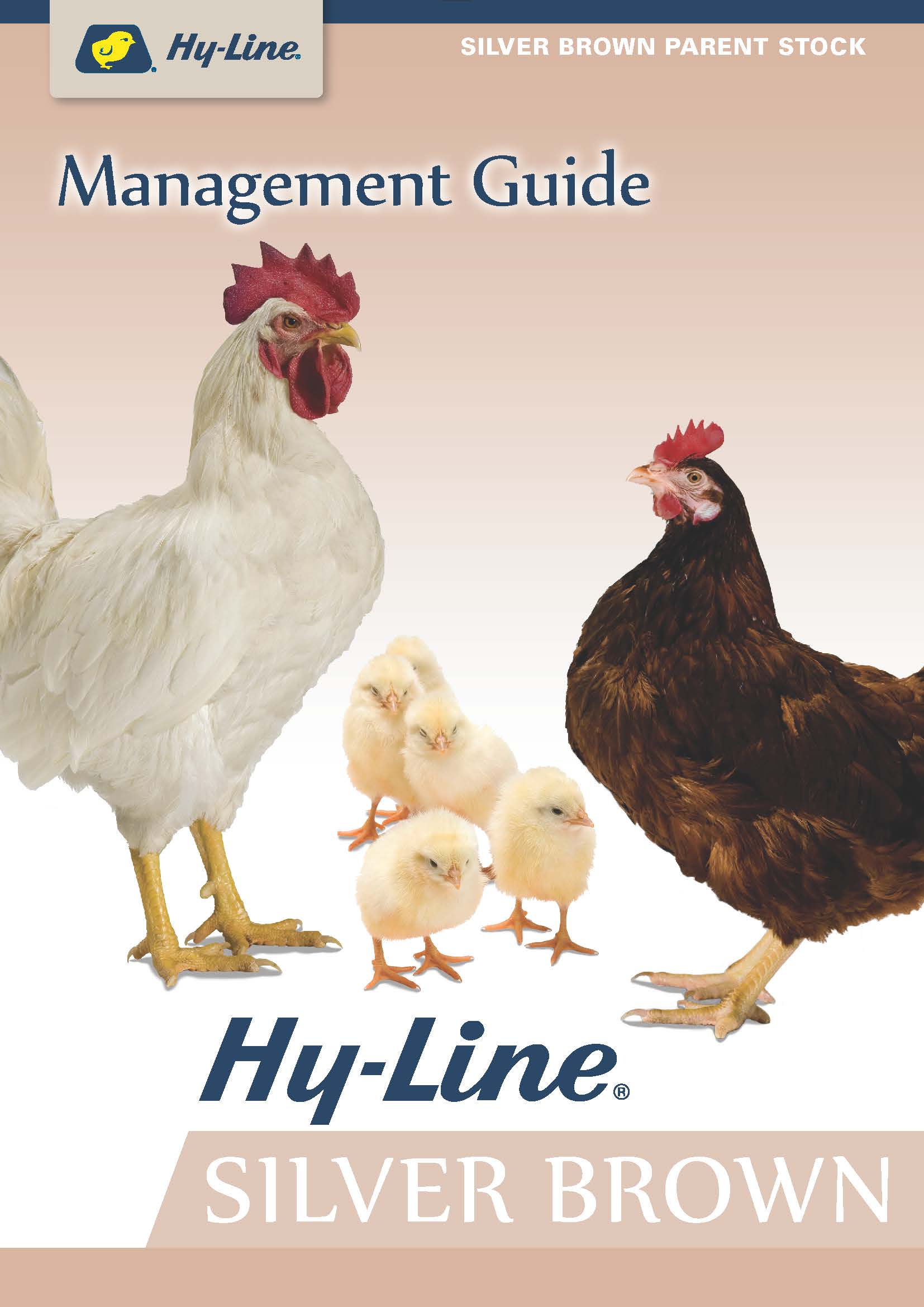 Hy-Line Silver Brown: The World's Most Prolific Egg Layer