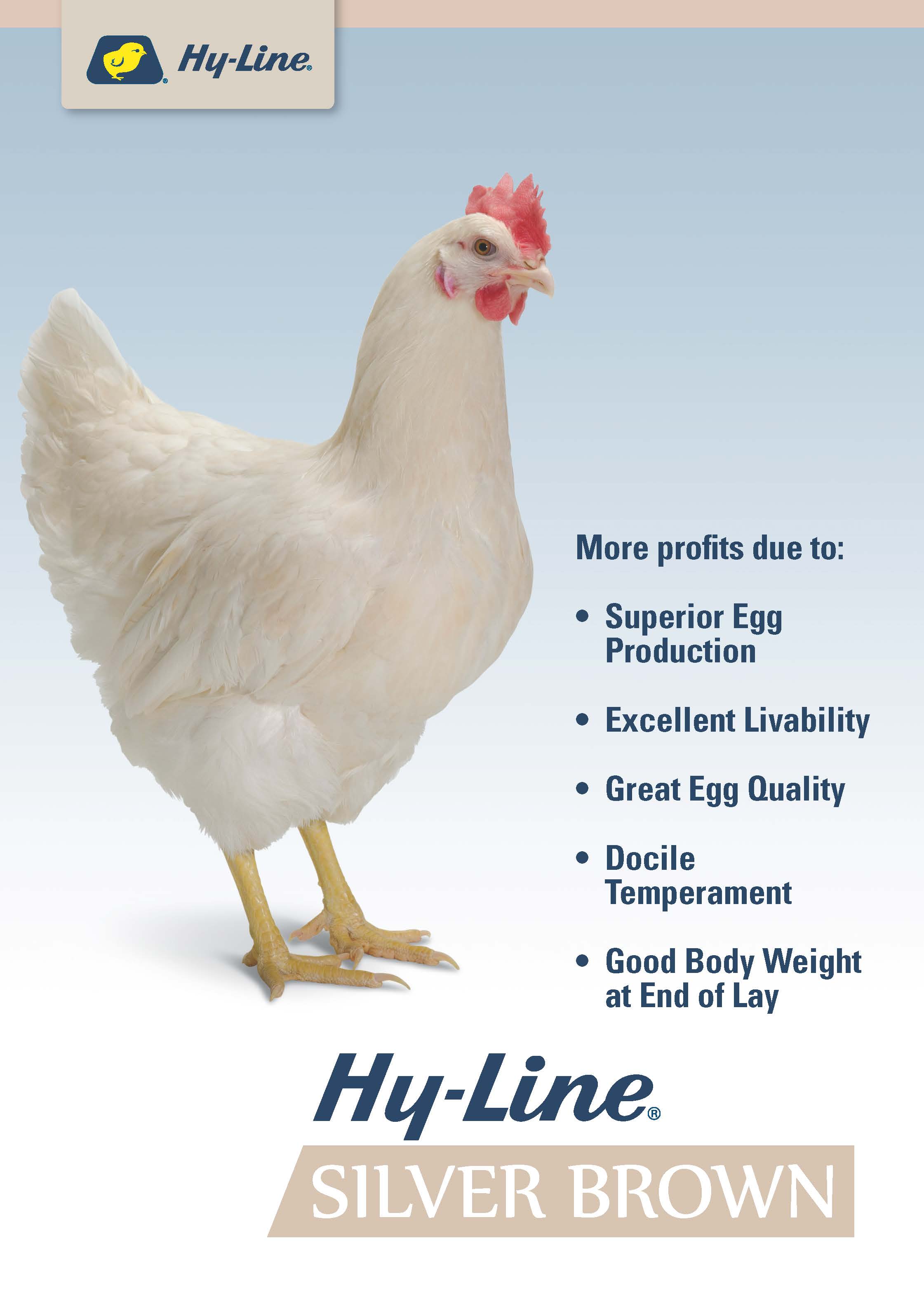 Hy-Line Silver Brown: The World's Most Prolific Egg Layer