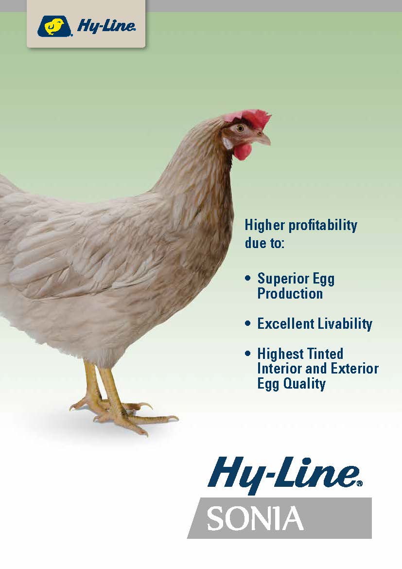 Hy-Line Sonia: The World's Leader in Tinted Egg Production
