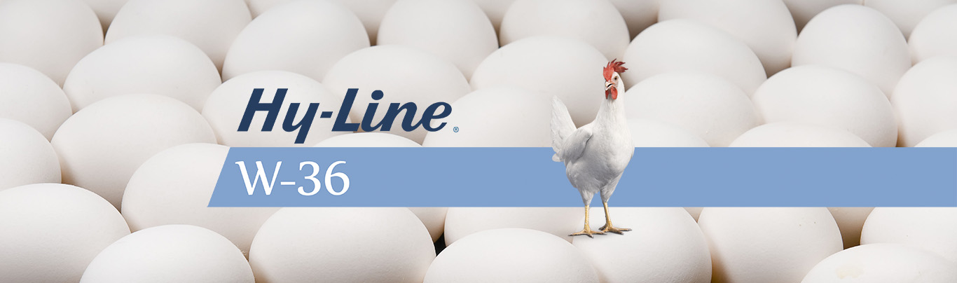 Hy-Line W-36: The World's Most Efficient Egg Layer