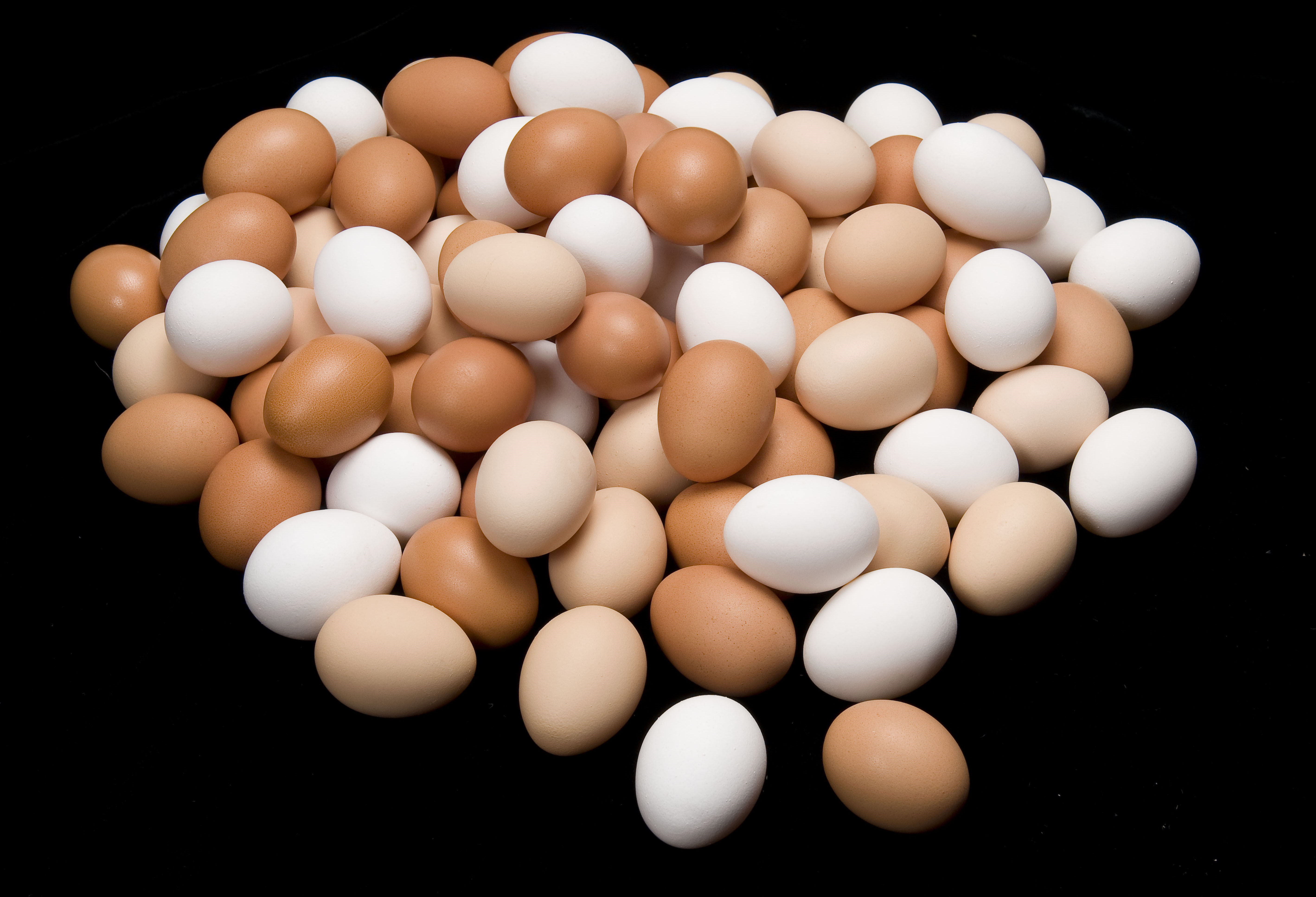 Contact Hy-Line International