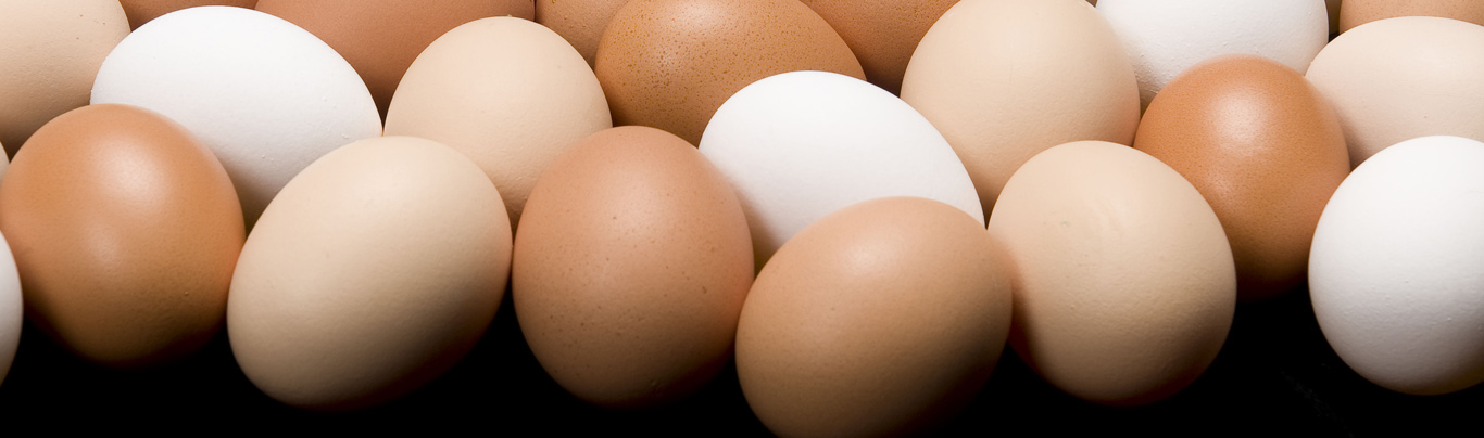 About Hy-Line: Deep Roots, Strong Foundations