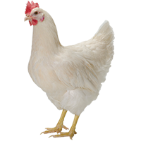 Hy-Line Silver Brown